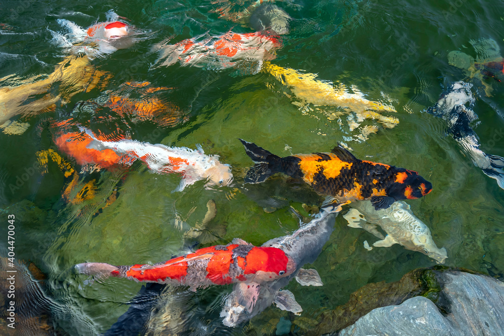 Movement group of colorful koi fish in clear water. This is a species ...