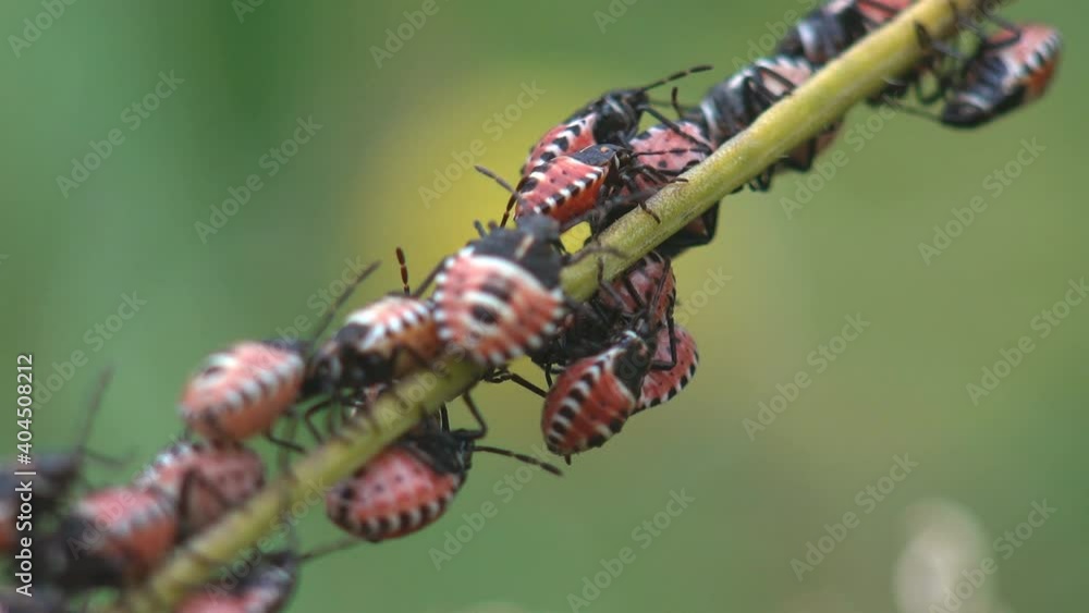 Brown marmorated stink bug Colony Instars, Halyomorpha halys, after ...