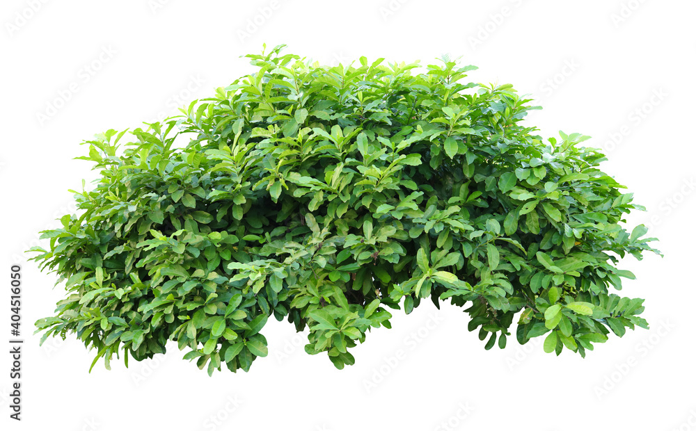 Tropical plant flower bush tree isolated on white background with ...