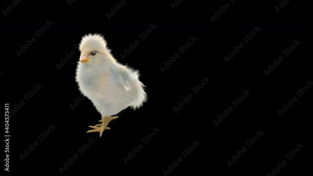 Baby Chickens Dance CG fur 3d rendering animal realistic composition 3d ...