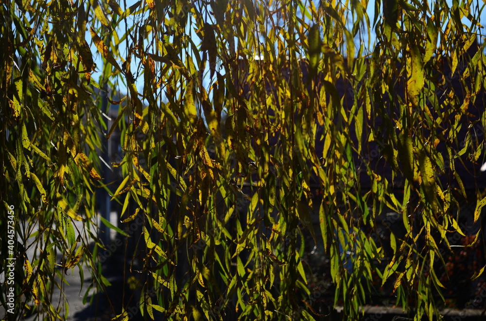 Branches of white willow falling down. Detail willow. Branches of a ...