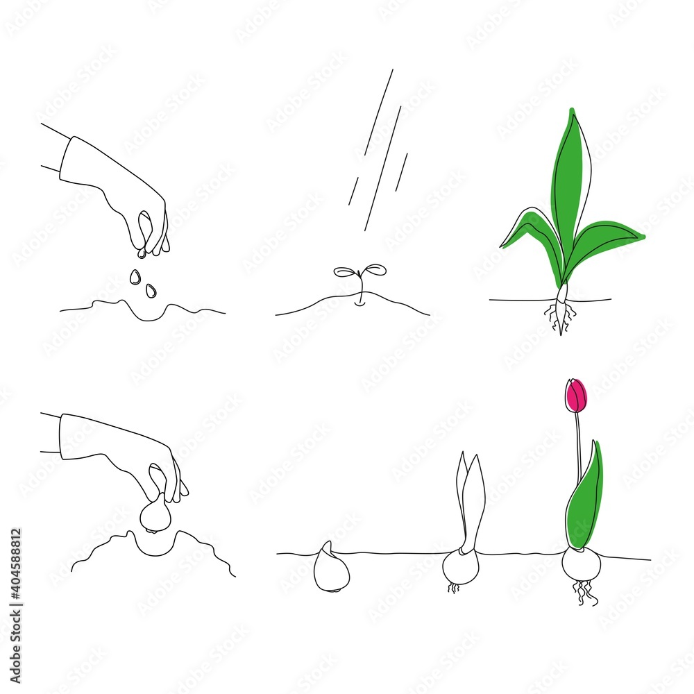 Vector illustration of the process of planting and growth of plants ...