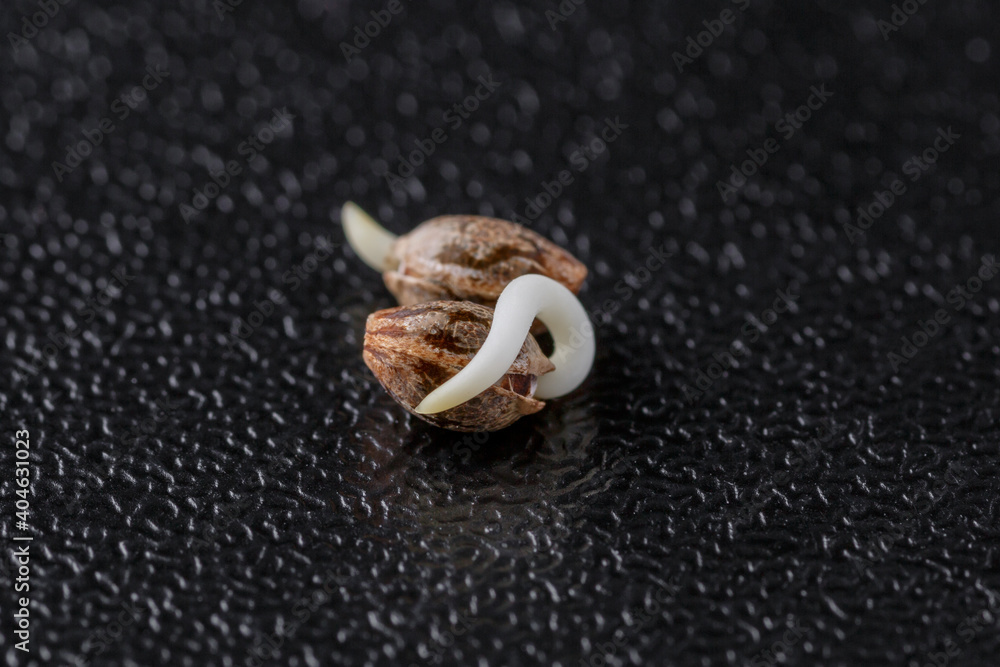 Medical Cannabis seeds on the black background in drop of water - THC ...