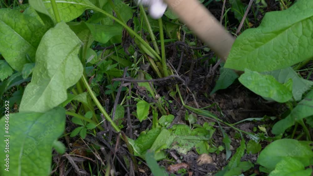 Pulling out Comfrey plant roots for medical purpose (Symphytum ...