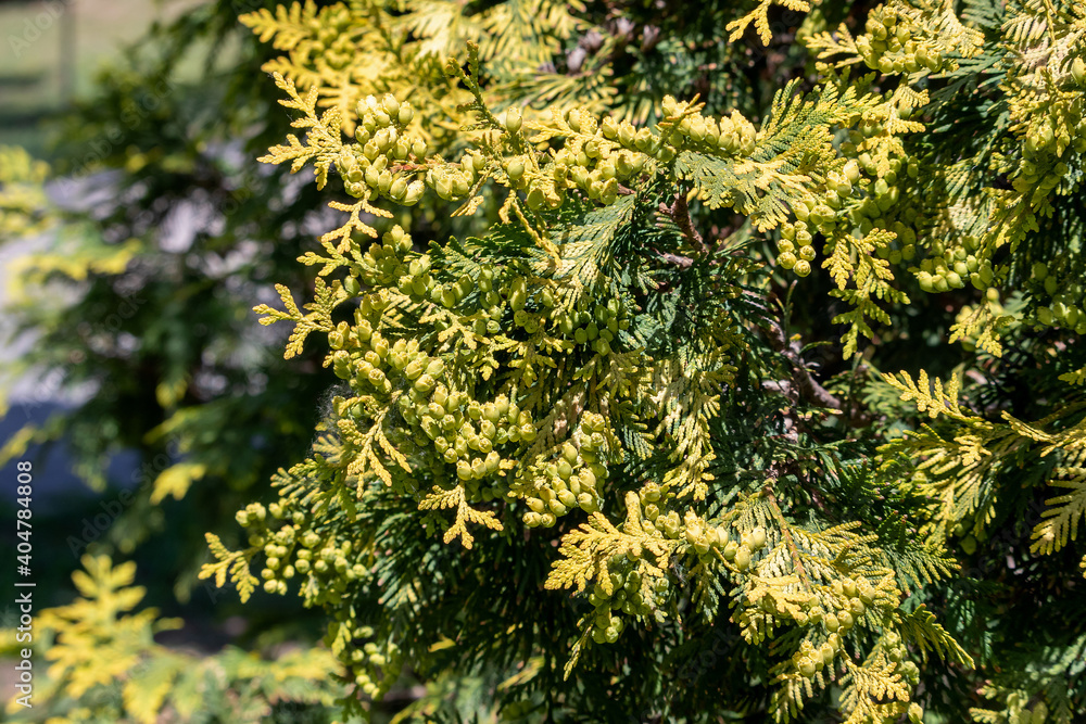 Branches of a tree covered with small cones. Thuja western (lat.Thuja ...