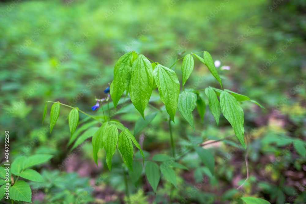 Young bush of the Lathyrus Vernus plant with the beginning of budding ...