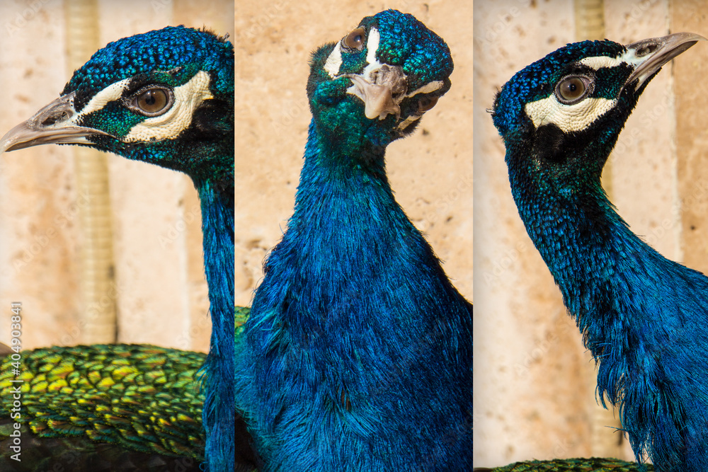 Amazing side view and front view of a peacock head. he was trying to ...