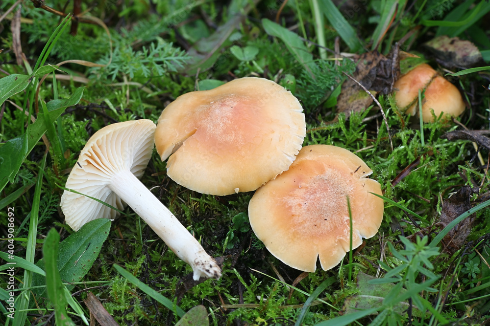 Cuphophyllus pratensis, known as meadow waxcap, meadow waxy cap, salmon ...