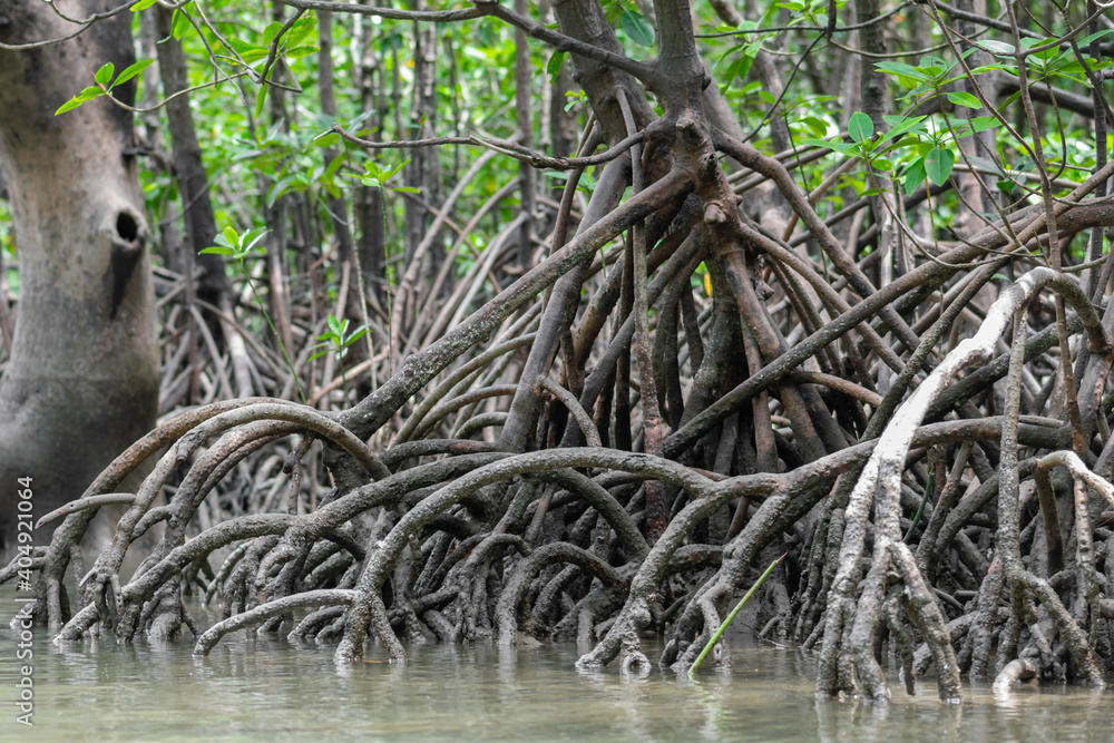 Nature background of mangrove forest trees roots growing from water in ...