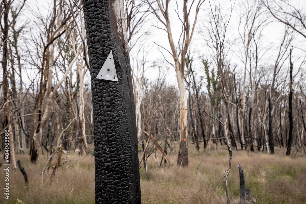 View of a fire damaged tree and trail marker in the Victorian high ...