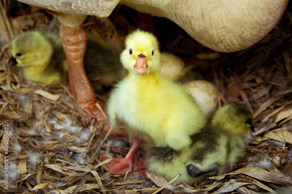 Newly hatched white african goose gosling stand and look straight are ...