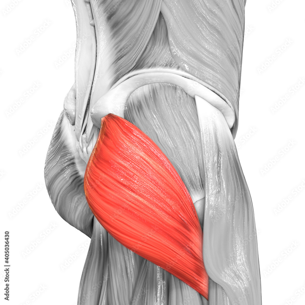 Human Muscular System Leg Muscles Gluteus Maximus Muscle Anatomy Stock ...