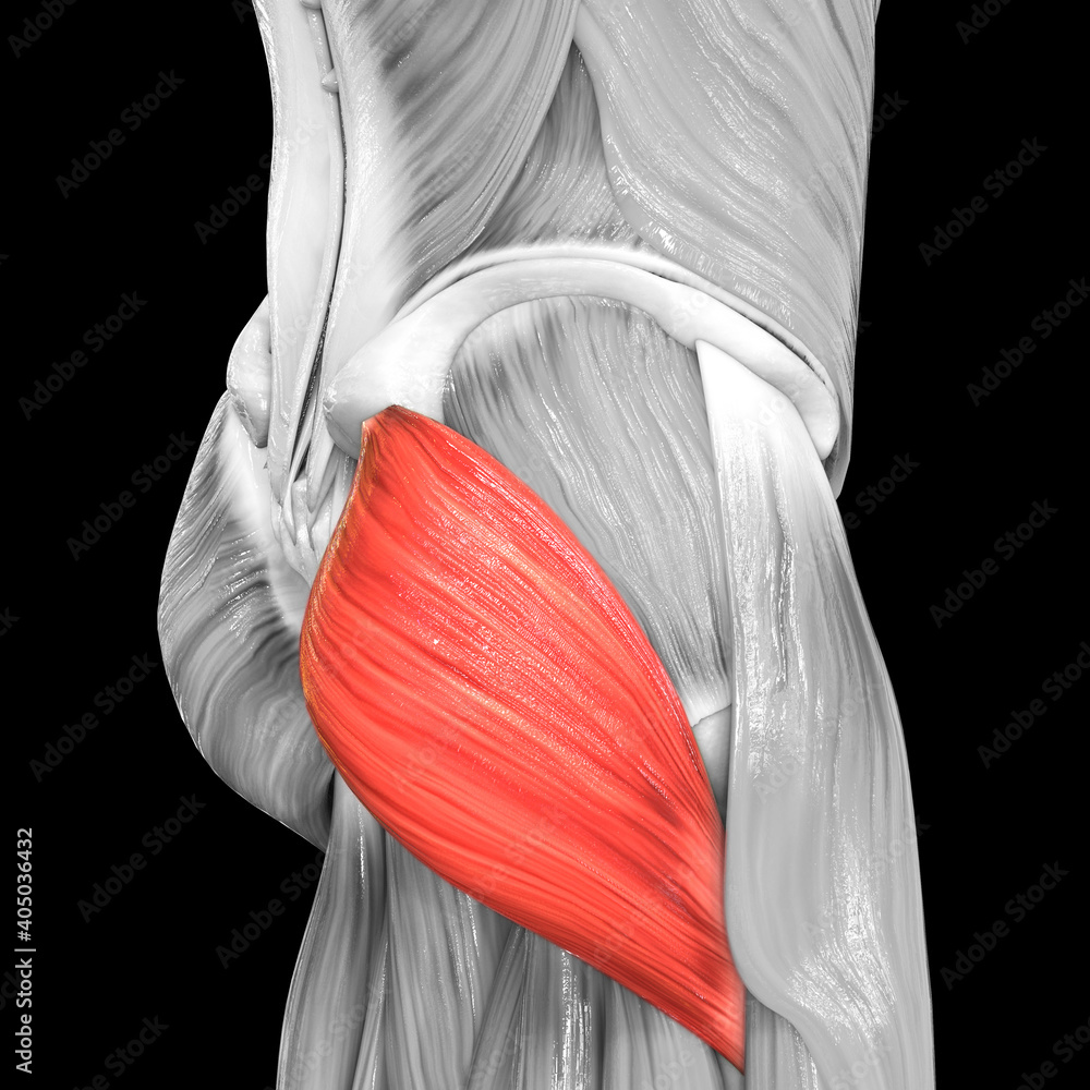 Human Muscular System Leg Muscles Gluteus Maximus Muscle Anatomy Stock ...