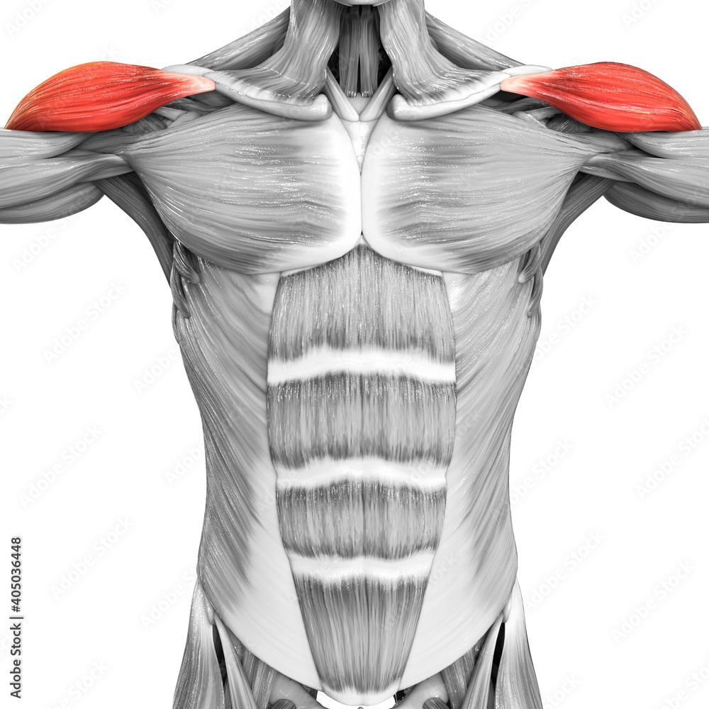 Human Muscular System Arm Muscles Deltoideus Muscle Anatomy Stock ...