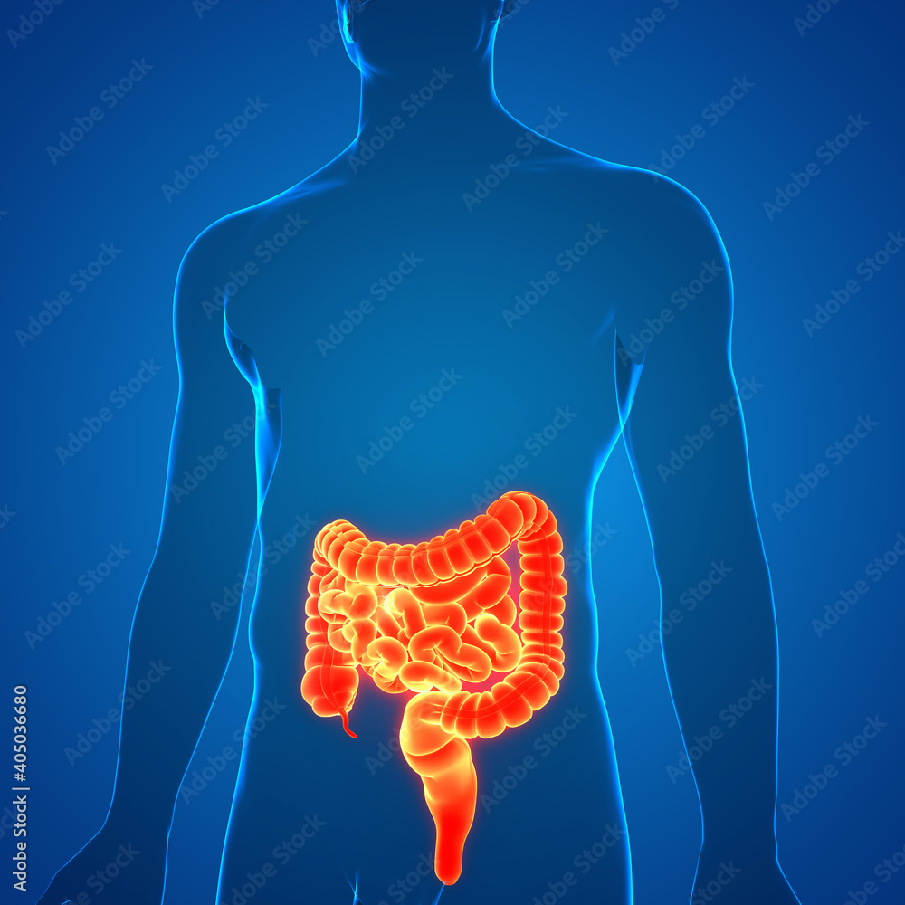 Human Digestive System Large and Small Intestine Anatomy Stock ...