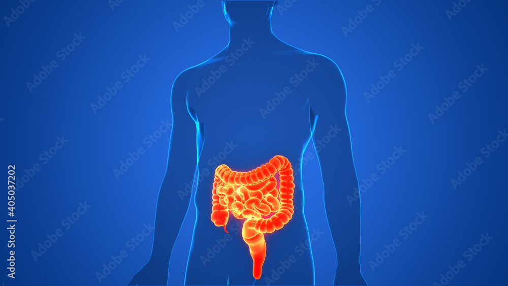 Human Digestive System Large and Small Intestine Anatomy Stock ...