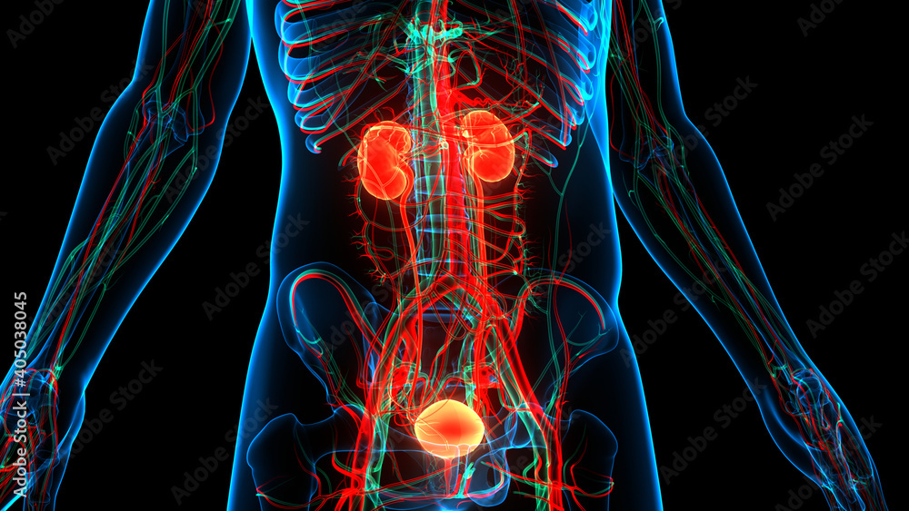 Human Urinary System Kidneys with Bladder Anatomy Stock Illustration ...