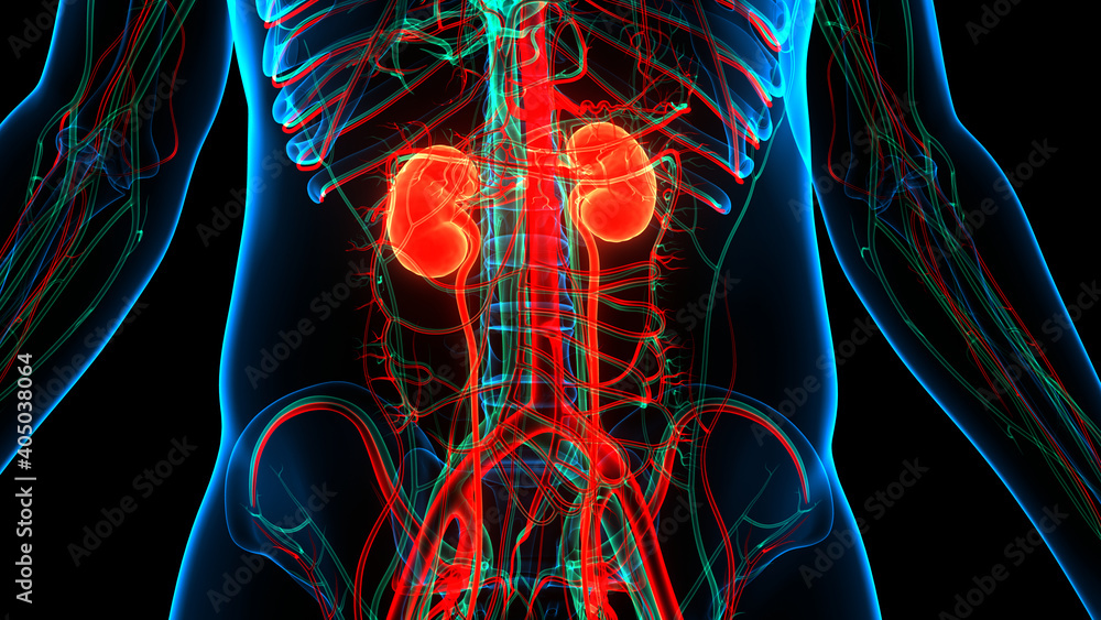 Human Urinary System Kidneys with Bladder Anatomy Stock Illustration ...