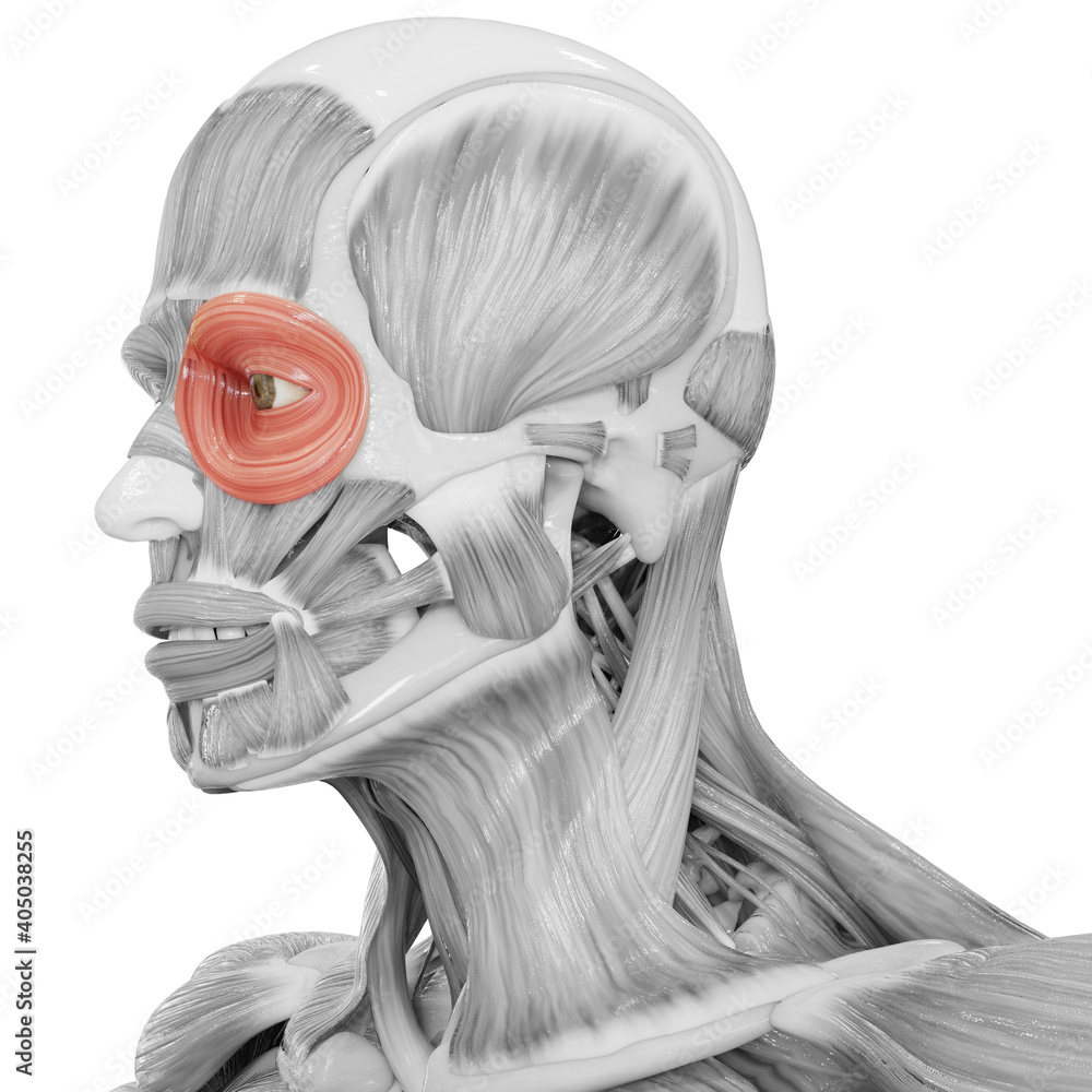 Human Body Muscular System Head Muscles Orbicularis Oculi Muscle ...