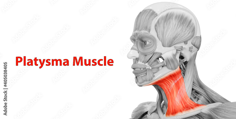 Human Body Muscular System Head Muscles Platysma Muscle Anatomy Stock ...