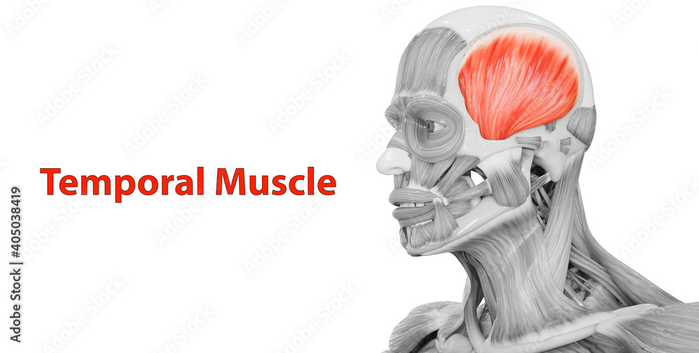 Human Body Muscular System Head Muscles Temporal Muscle Anatomy Stock ...
