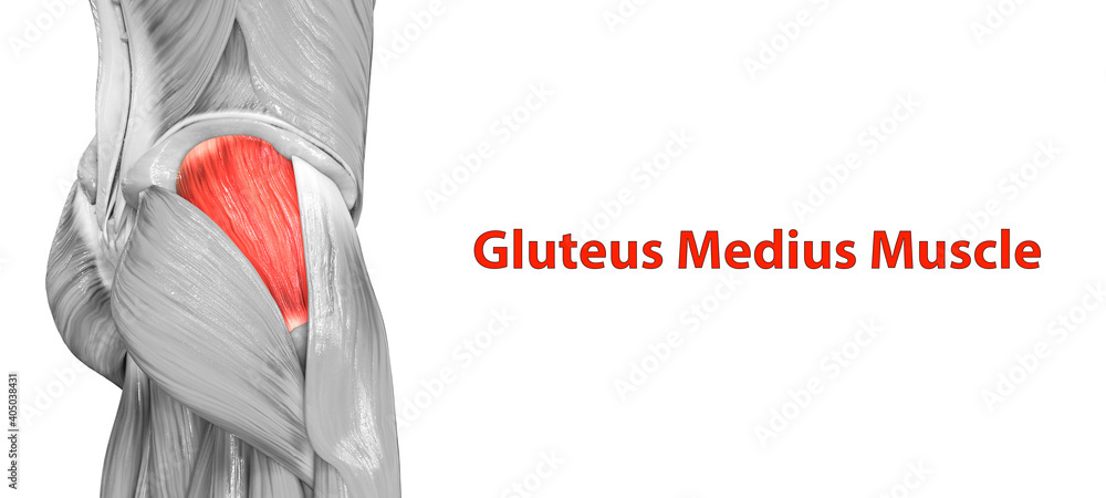 Human Muscular System Leg Muscles Gluteus Medius Muscle Anatomy Stock ...
