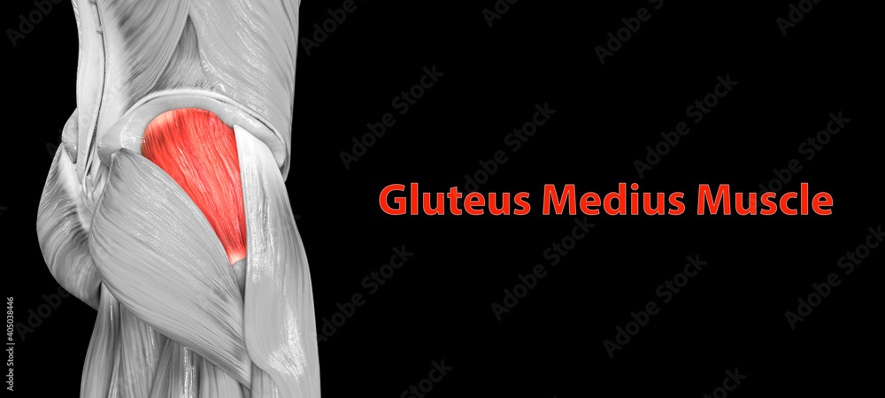 Human Muscular System Leg Muscles Gluteus Medius Muscle Anatomy Stock ...