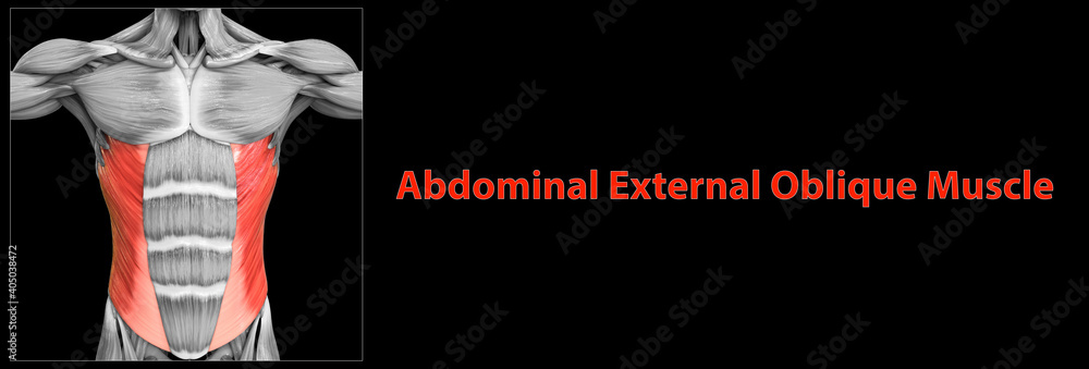 Human Muscular System Torso Muscles Abdominal External Oblique Muscle ...