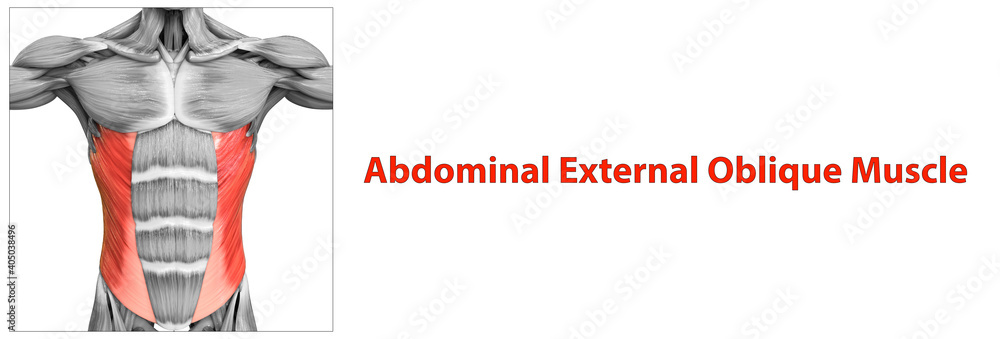 Human Muscular System Torso Muscles Abdominal External Oblique Muscle ...