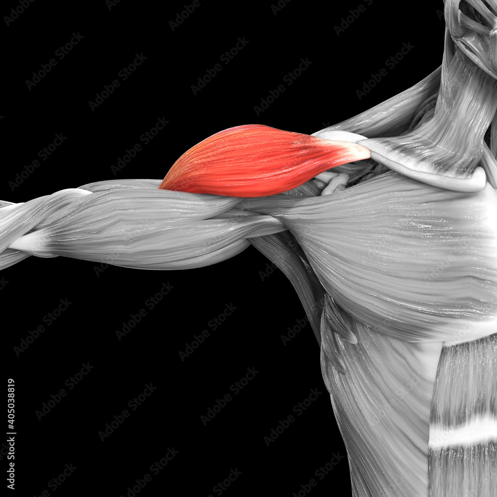 Human Muscular System Arm Muscles Deltoideus Muscle Anatomy Stock ...