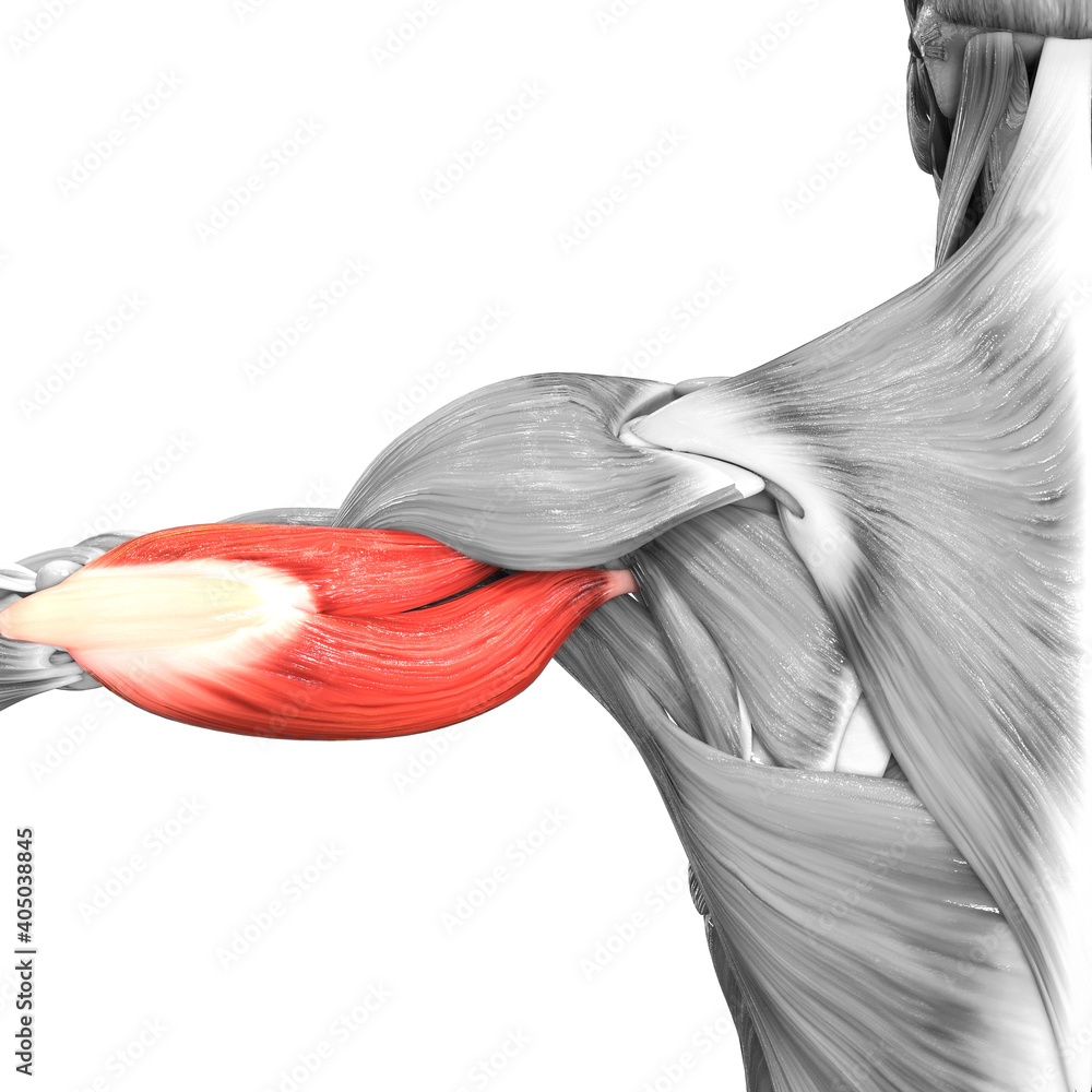 Human Muscular System Arm Muscles Tricep Muscle Anatomy Stock ...