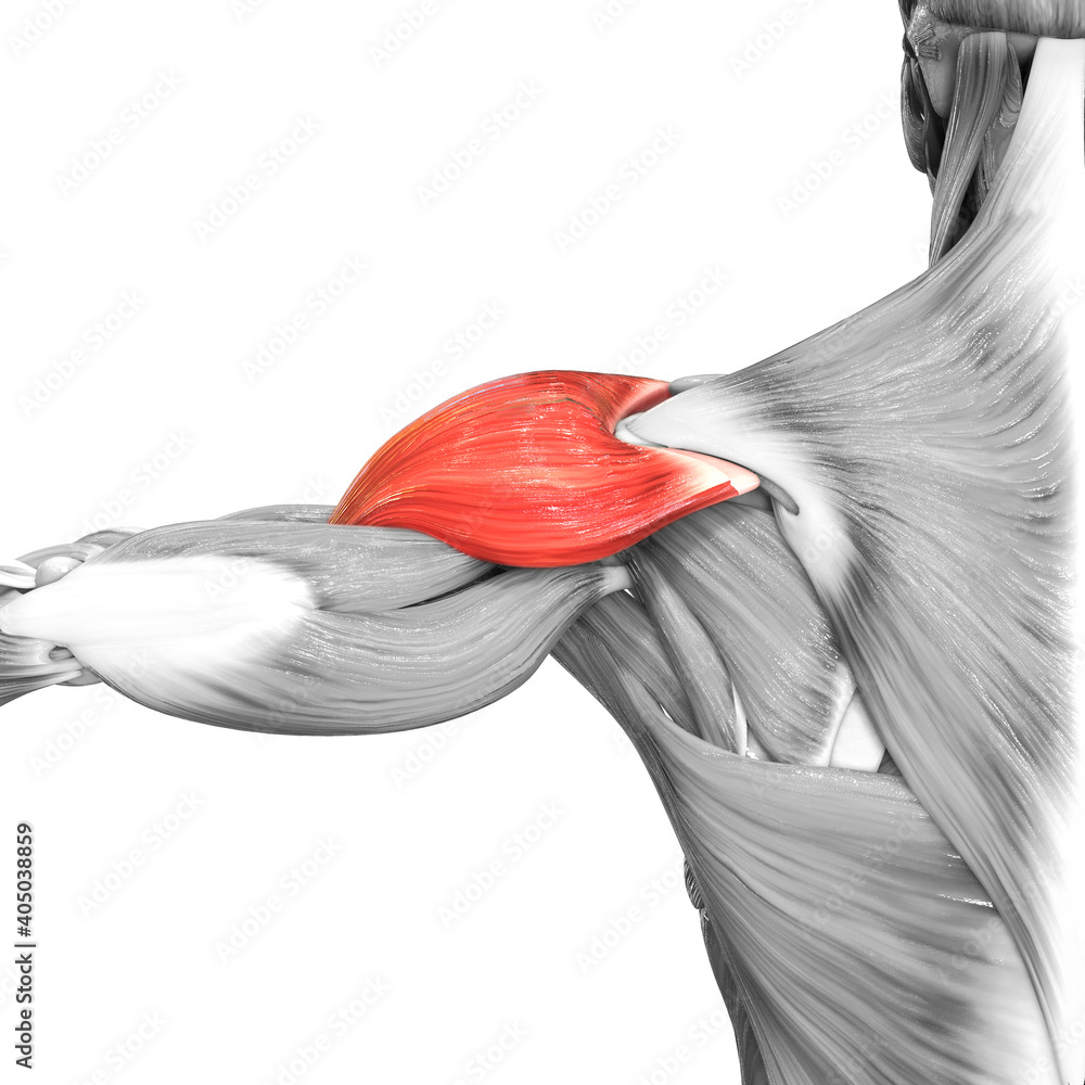 Human Muscular System Arm Muscles Deltoideus Muscle Anatomy Stock ...
