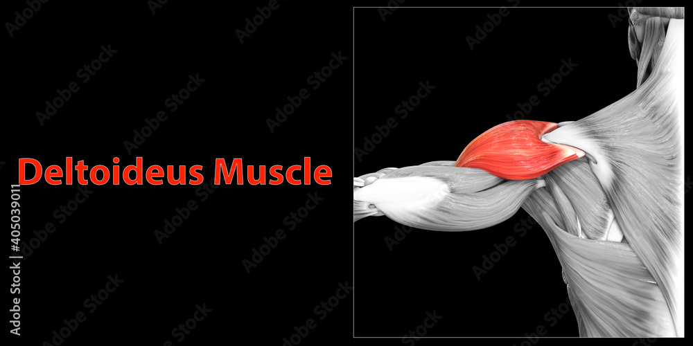 Human Muscular System Arm Muscles Deltoideus Muscle Anatomy Stock ...
