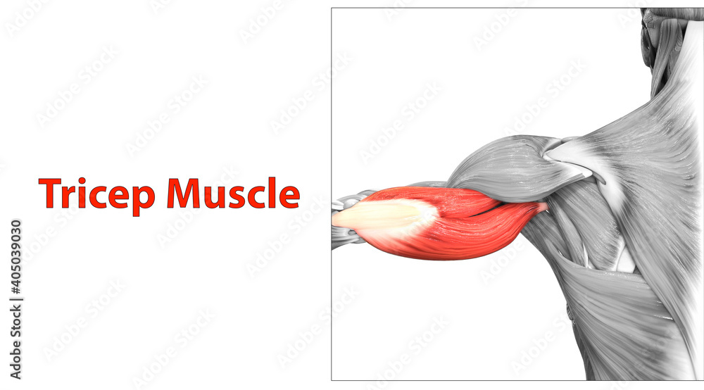 Human Muscular System Arm Muscles Tricep Muscle Anatomy Stock ...