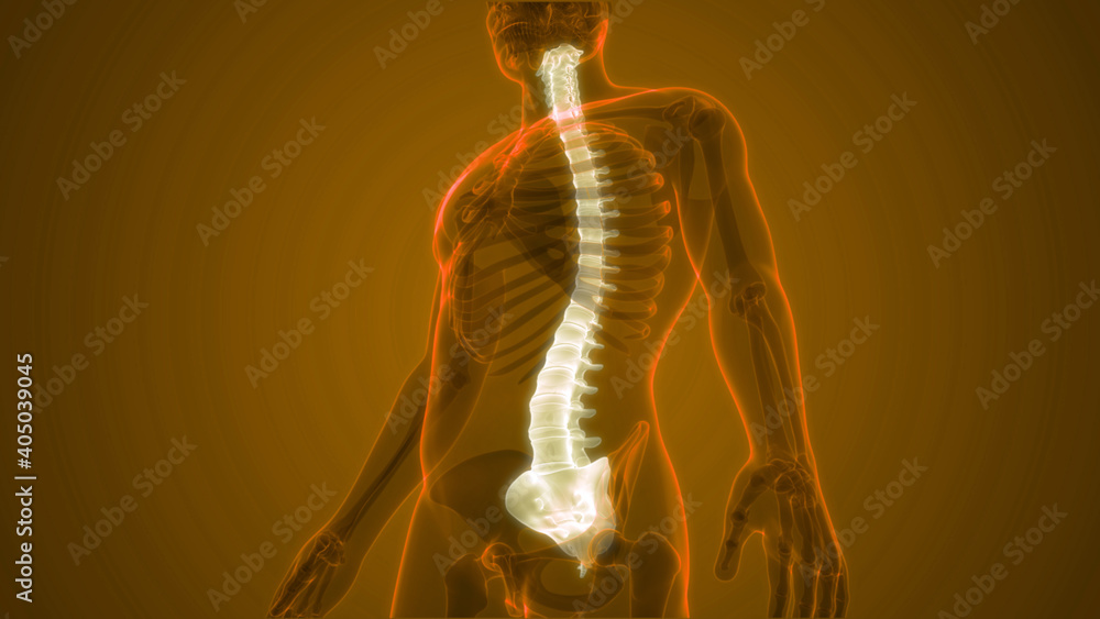 Spinal Cord Vertebral Column of Human Skeleton System Anatomy Stock ...