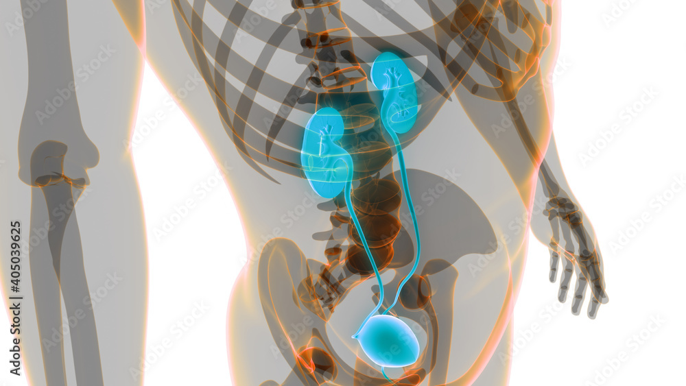 Human Urinary System Kidneys with Bladder Anatomy Stock Illustration ...
