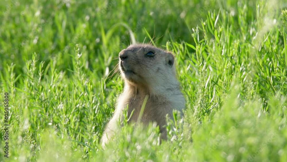 Real marmot in a meadow covered with green fresh grass.Sciuridae rodent ...