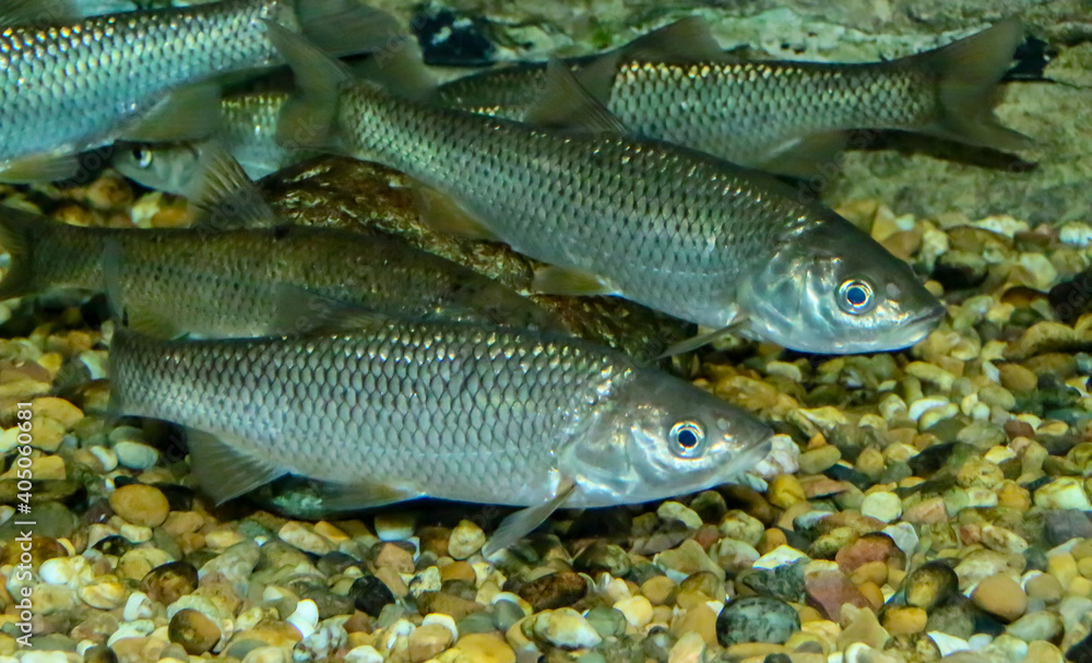 Cacho ibérico. Squalius pyrenaicus, especie española y portuguesa en ...