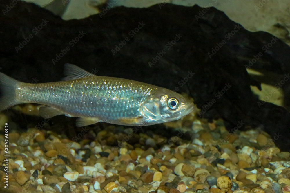 Cacho ibérico. Squalius pyrenaicus, especie española y portuguesa en ...