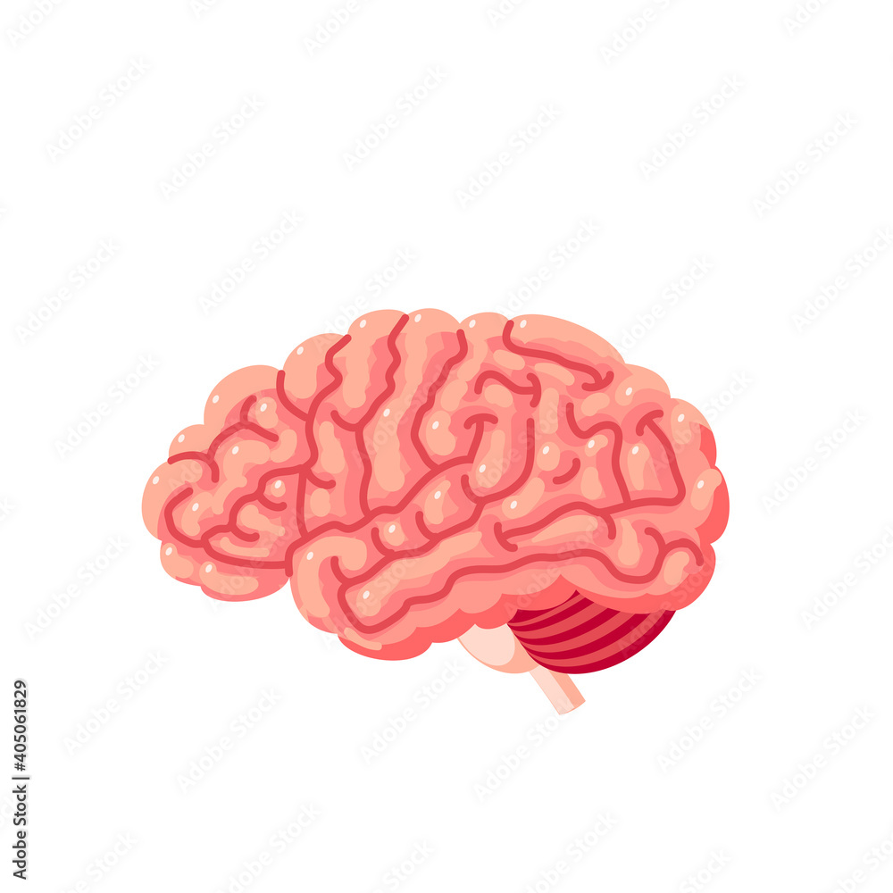 Human brain. Internal organ, anatomy. Vector cartoon flat icon ...