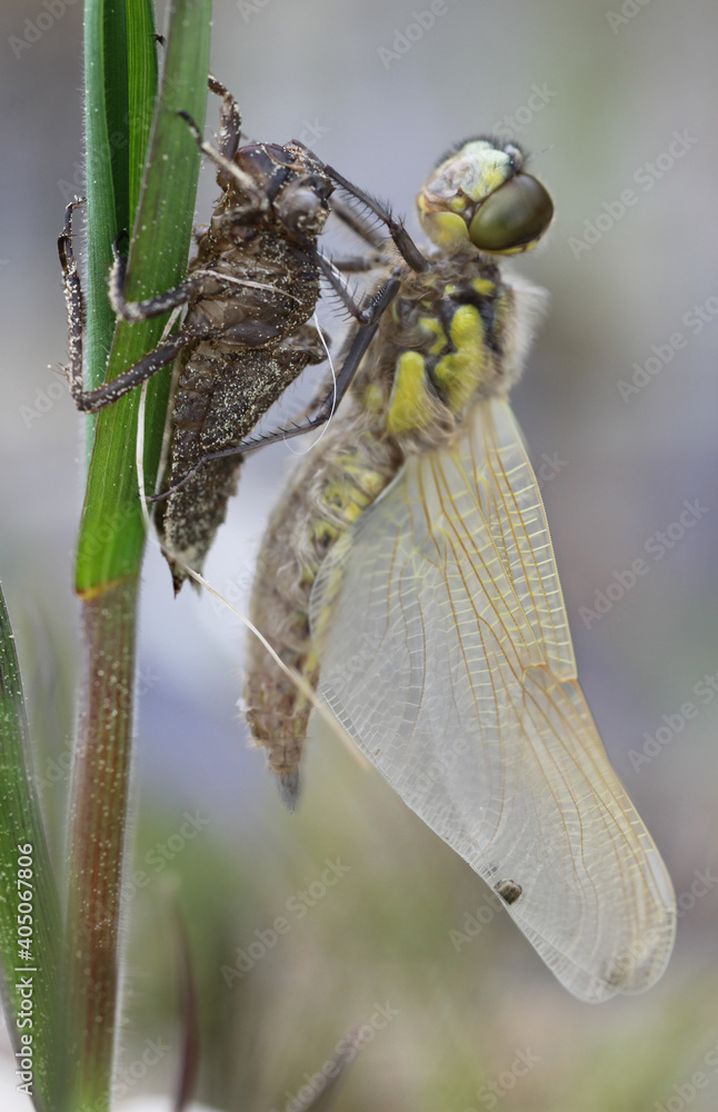 emerged dragonfly dries its wings Stock Photo | Adobe Stock