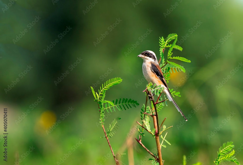 Shrikes are carnivorous passerine birds of the family Laniidae. The ...