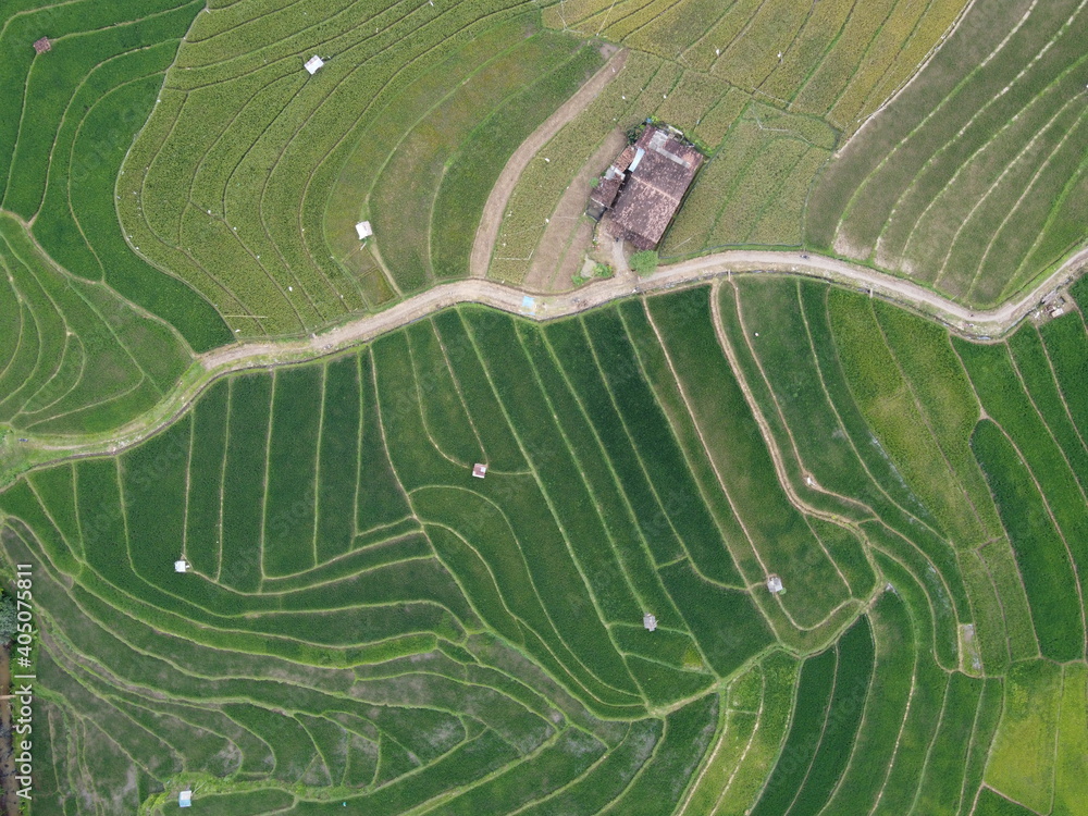 aerial panorama of agrarian rice fields landscape in the village of ...