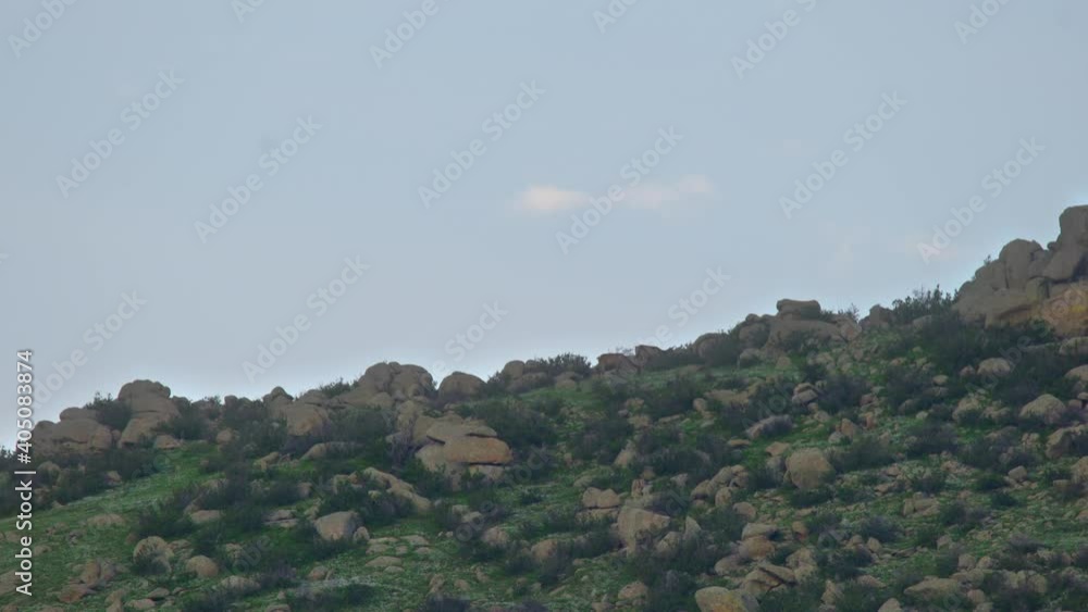 Herd of wild deer on the rocky mountain ridge.Wildlife animal nature ...