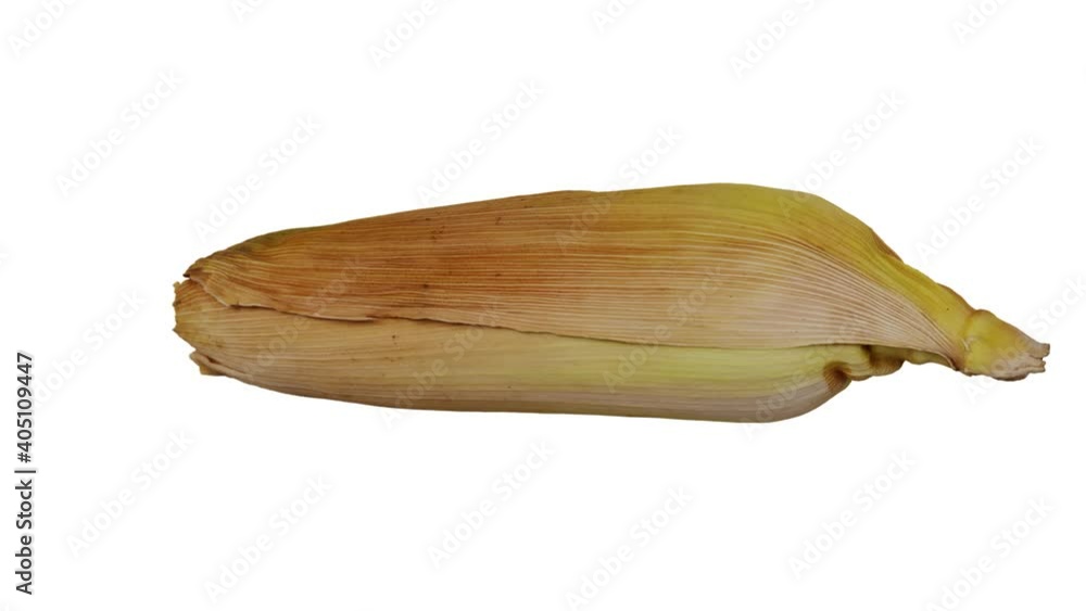 Realistic render of a spinning Unpeeled Corn (Maize) on the Cob in the ...