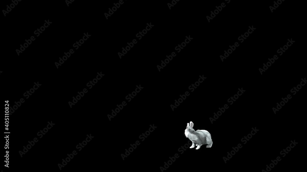 white rabbit jump into the scene from right side and looking around ...