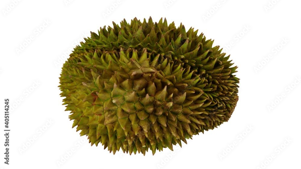 Realistic render of a rolling Durian fruit on white background. The ...