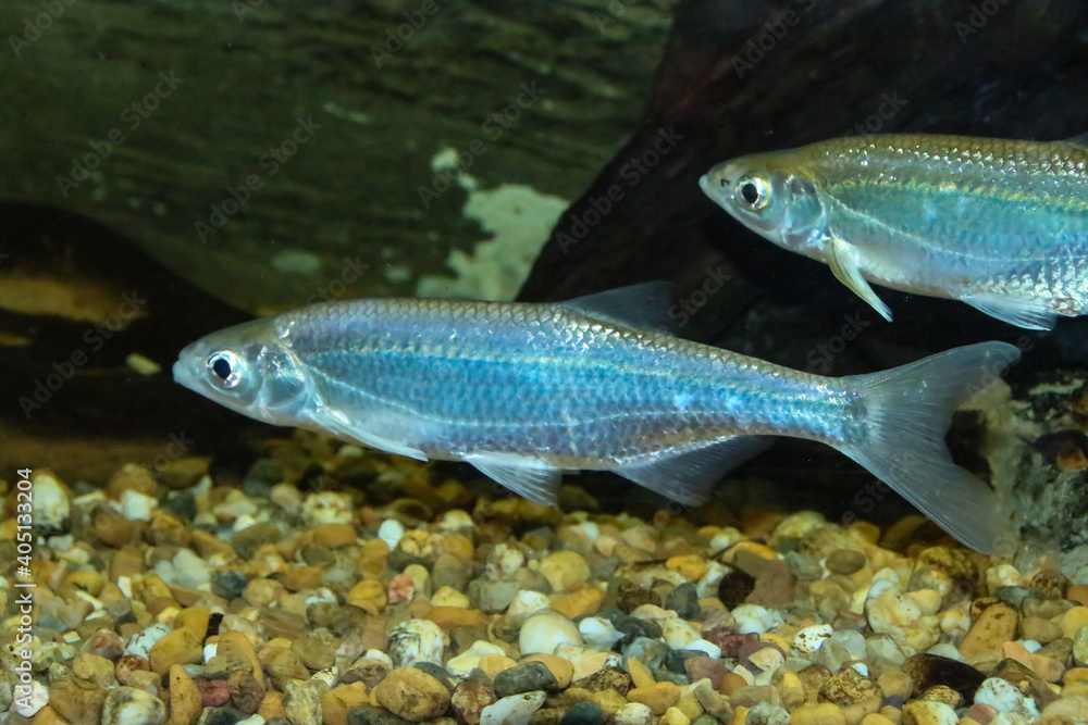 Alburno, Alburnus alburnus, ejemplar del río Guadiana en España. Es un ...