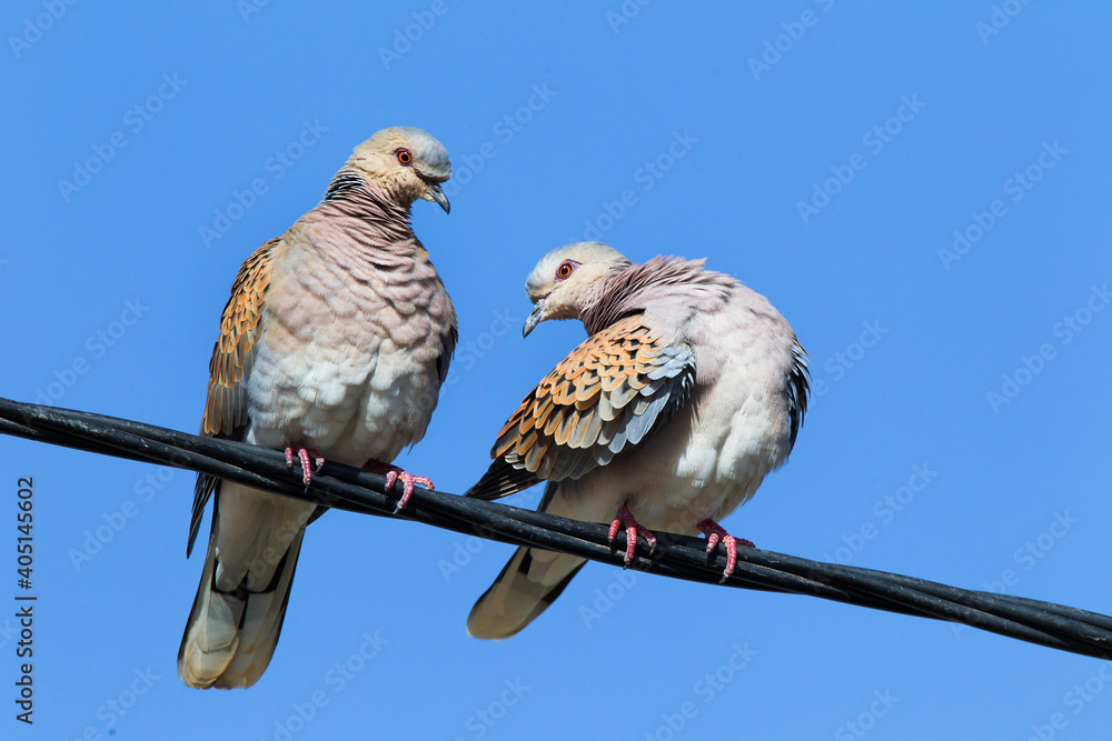 Zomertortel, Turtle Dove, Streptopelia turtur Stock Photo | Adobe Stock