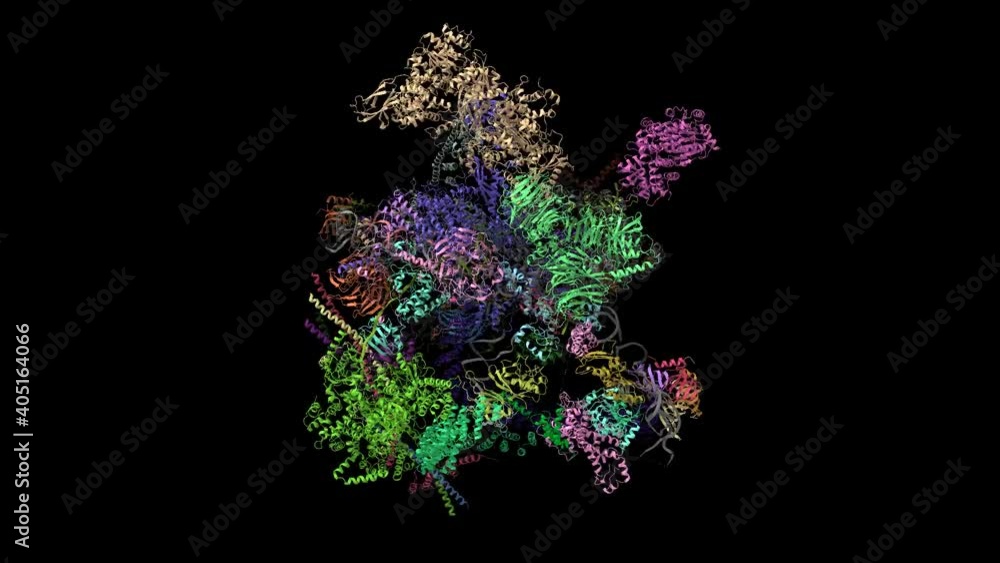 Cryo-EM structure of the human activated spliceosome (late Bact ...